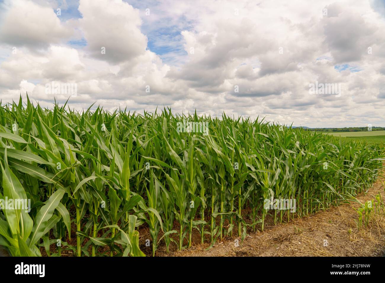 Iowa corn field hi-res stock photography and images - Alamy