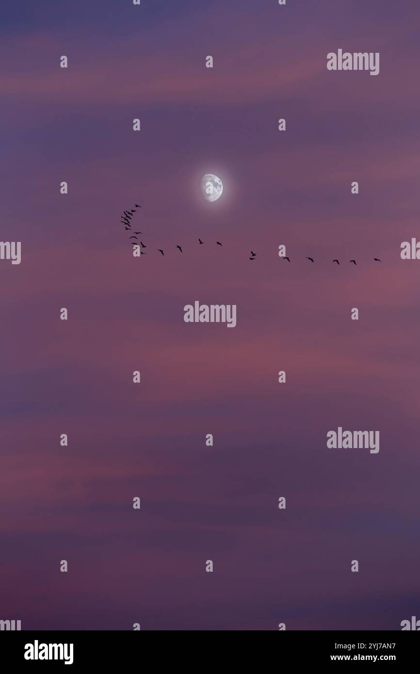 A beautiful moon on a pink sky at sunset with a flight of crows in ...
