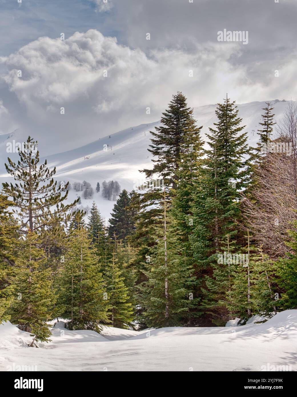 View hillside pine trees snow hi-res stock photography and images - Alamy