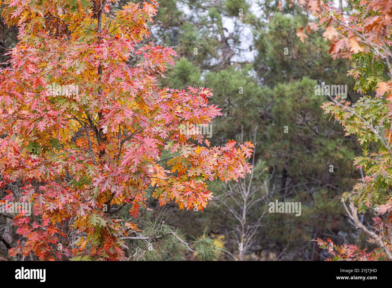 Autumn tree leaves. Quercus rubra, commonly called northern red oak or ...