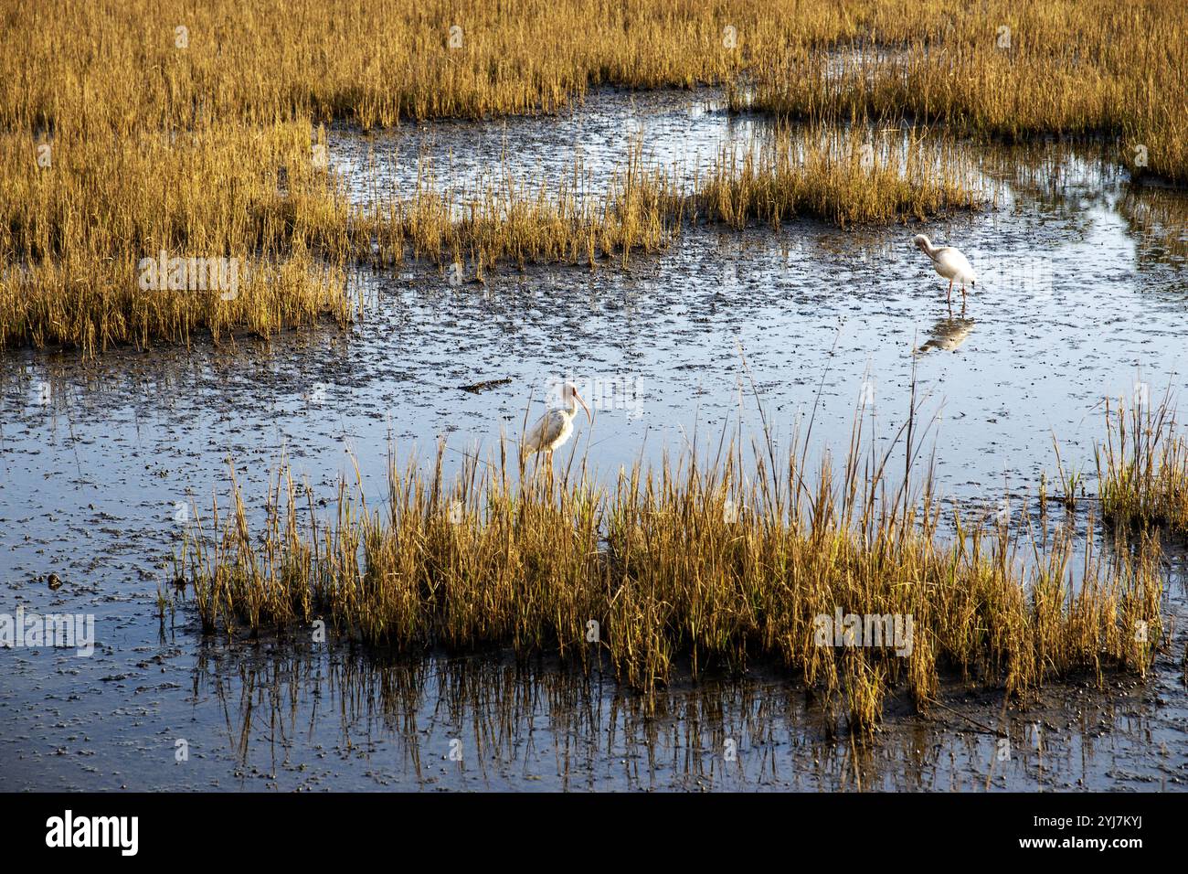 Birds foraging in open spaces hi-res stock photography and images - Alamy