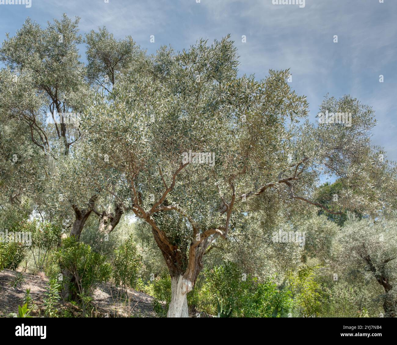 Lush Olive Trees in Mediterranean Grove Stock Photo - Alamy