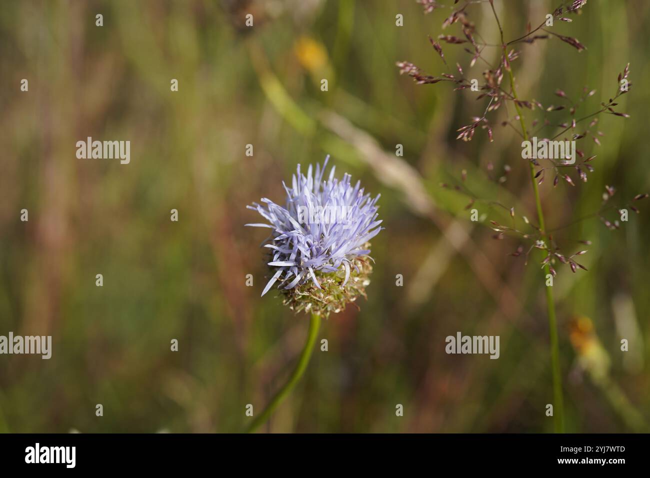 beautiful sheep's bit flowers (Jasione montana) grow on nutrient-poor ...