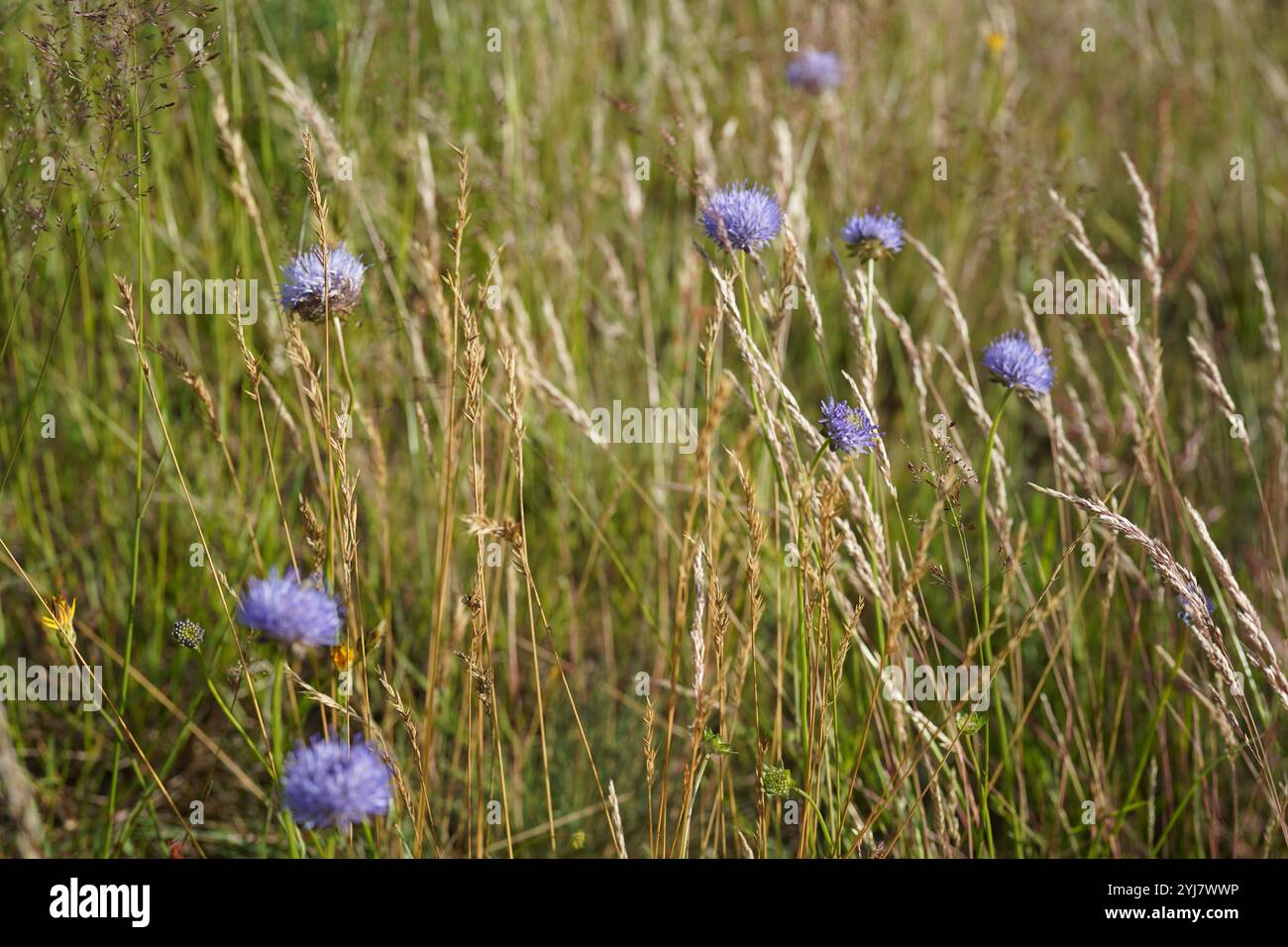 beautiful sheep's bit flowers (Jasione montana) grow on nutrient-poor ...
