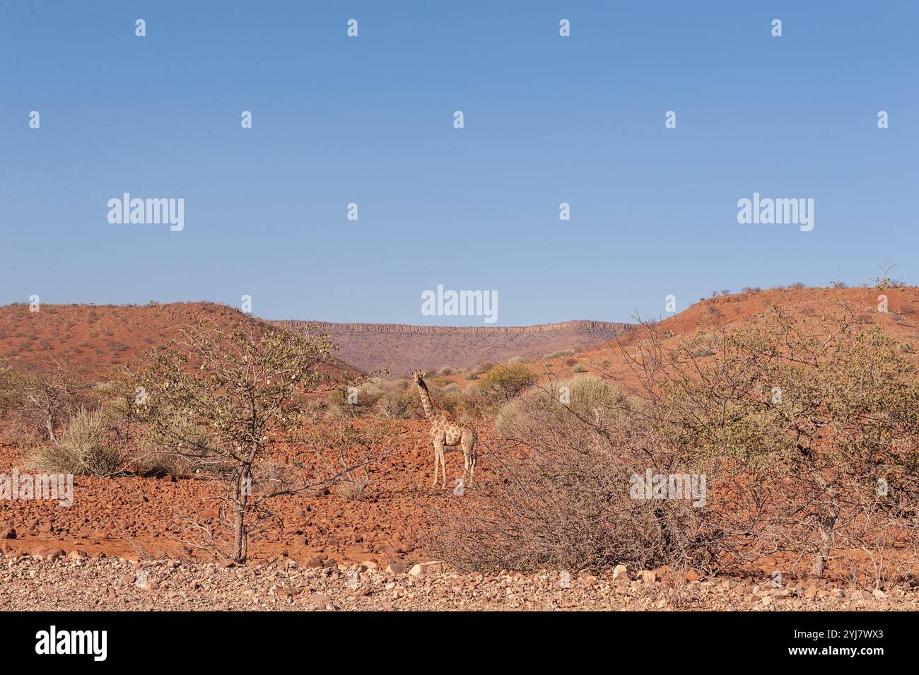 Impression of an Angolan Giraffe -Giraffa giraffa angolensis- wandering ...