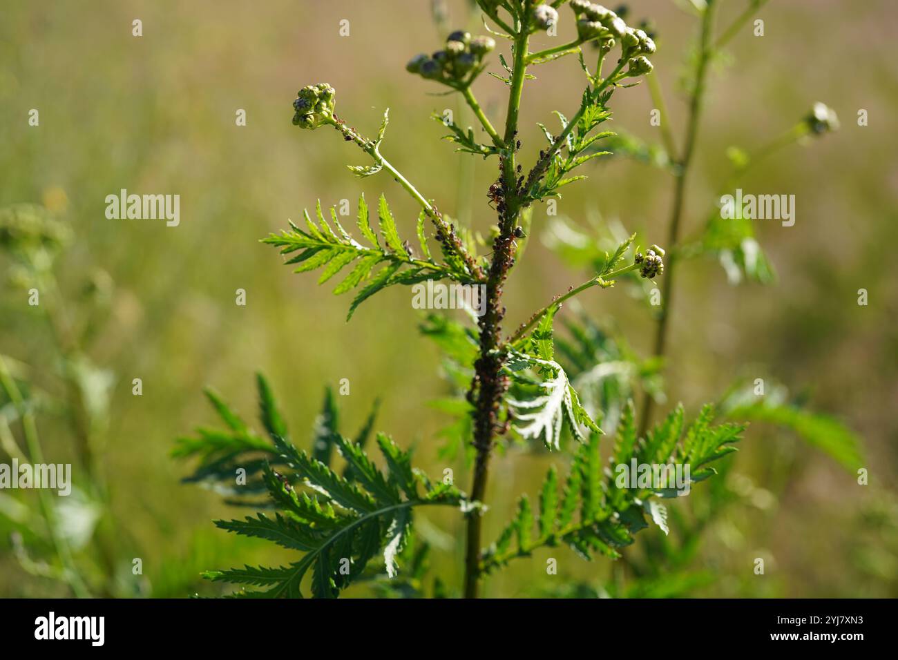 Bee louse hi-res stock photography and images - Alamy