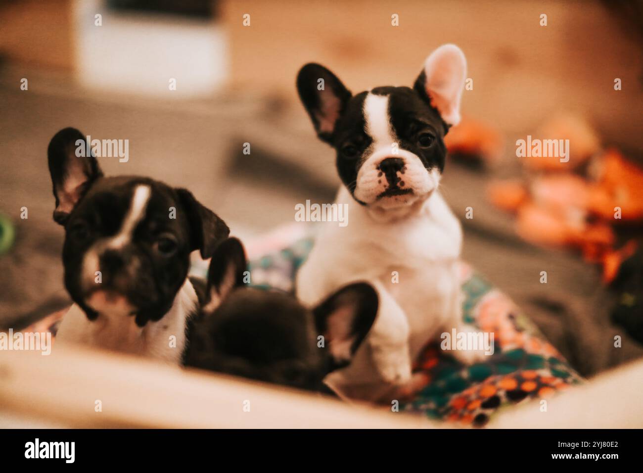 French Bulldog Puppies Litter Stock Photo - Alamy