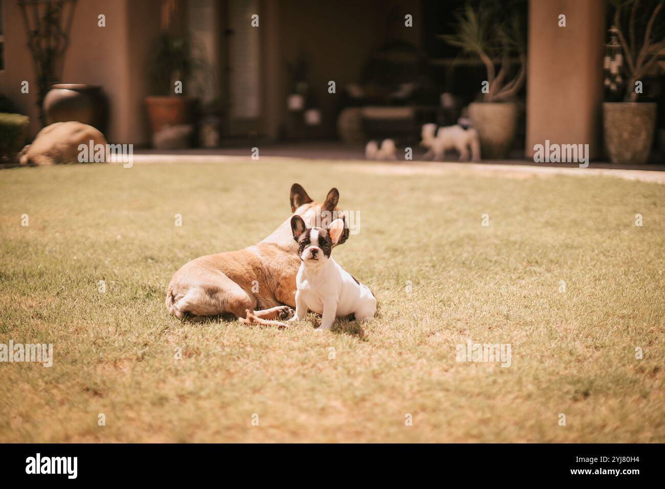 Puppy and Mom Dog in the Backyard Stock Photo - Alamy