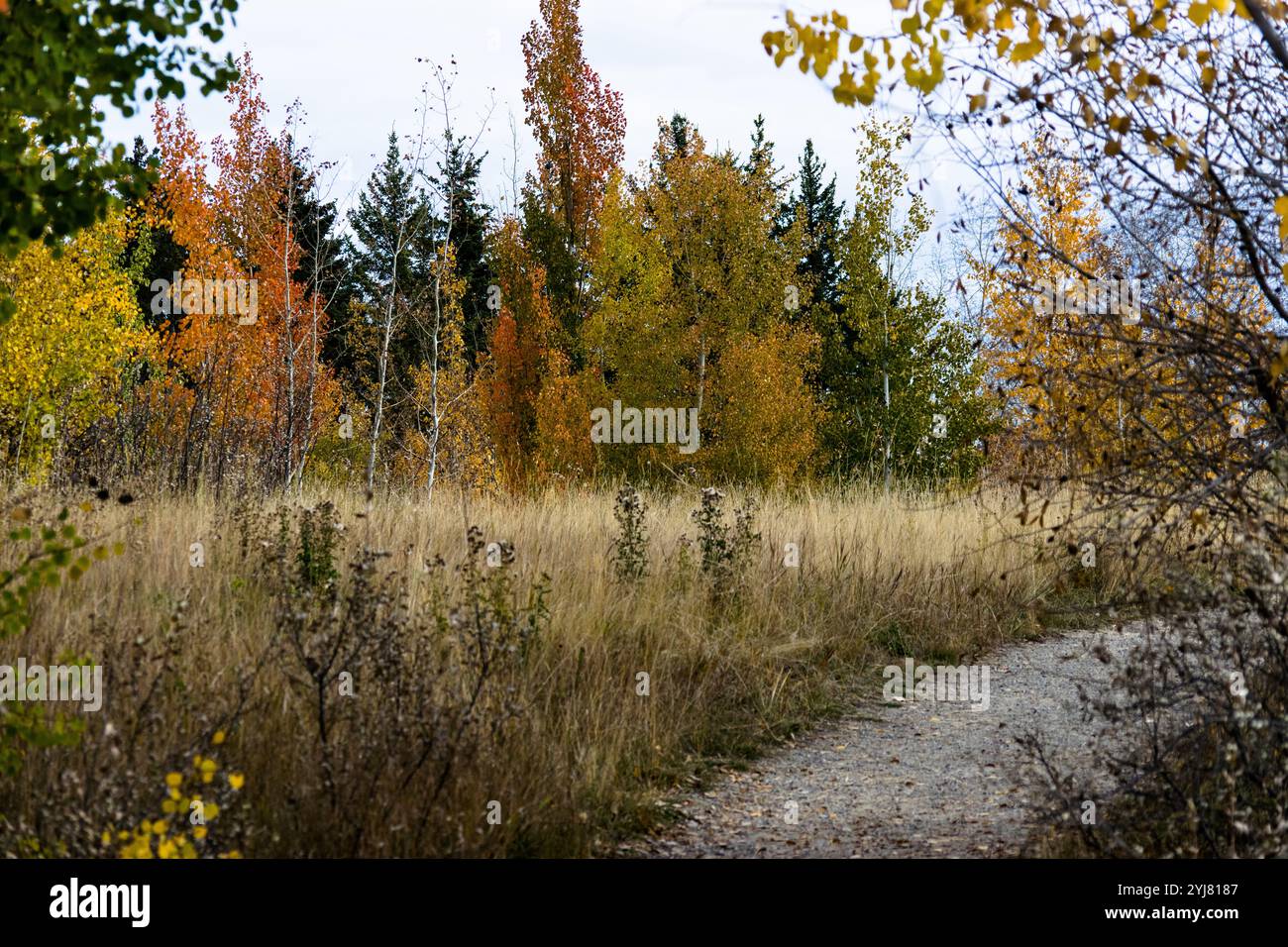 Fall scenes from the trail Stock Photo - Alamy
