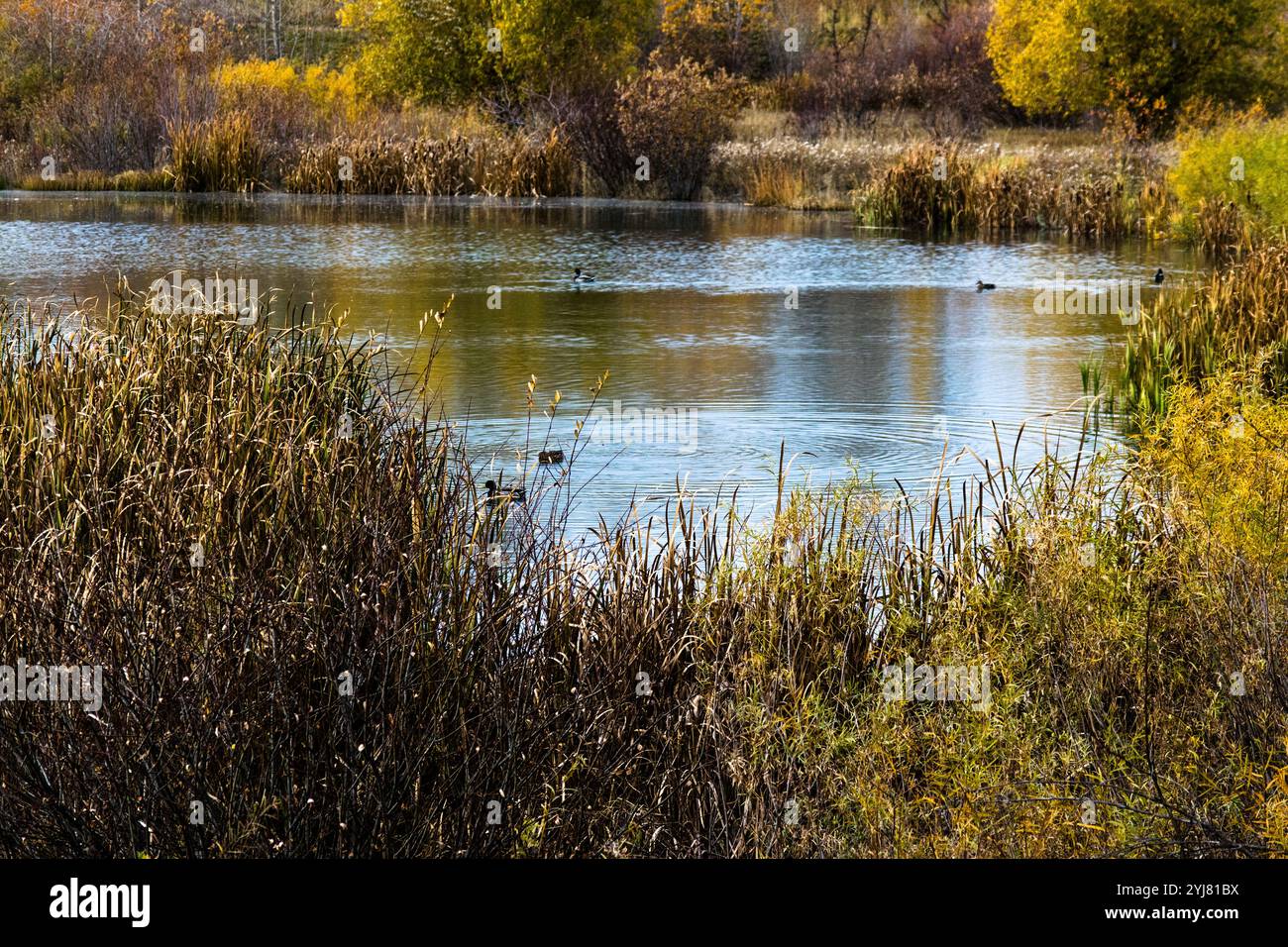 Fall scenes hi-res stock photography and images - Alamy