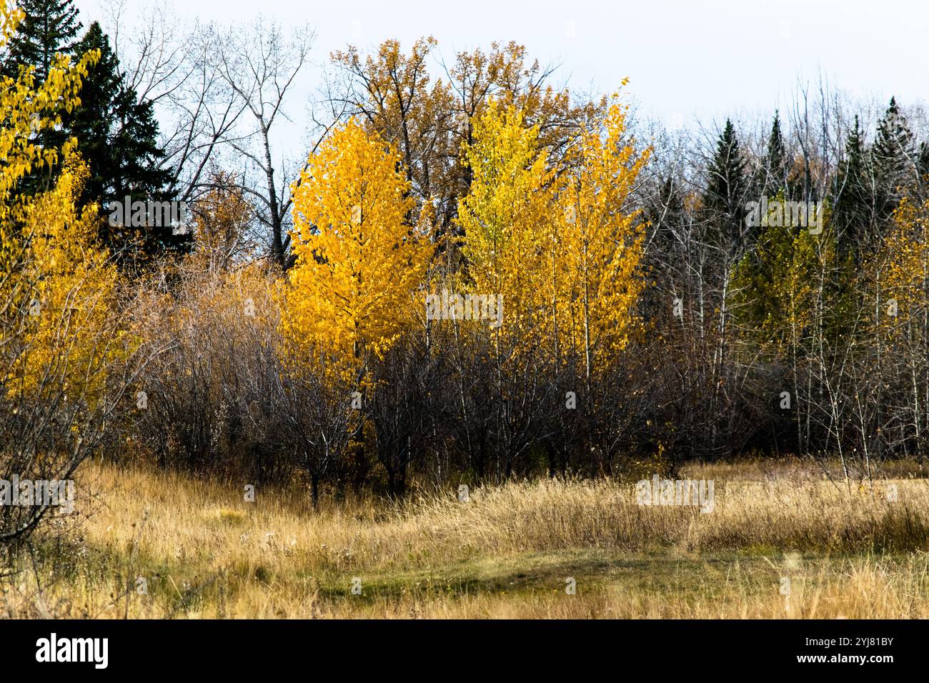 Fall scenes from the trail Stock Photo - Alamy