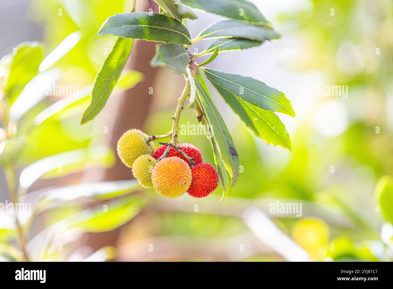 Fruits of Arbutus Unedo in autumn. Also called arbutus or strawberry ...