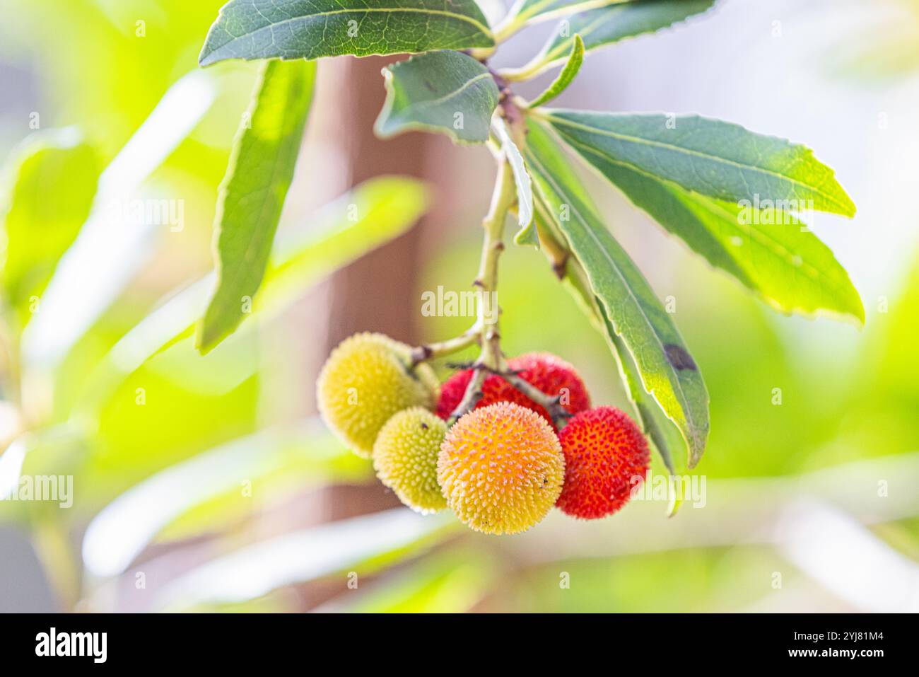 Fruits of Arbutus Unedo in autumn. Also called arbutus or strawberry ...