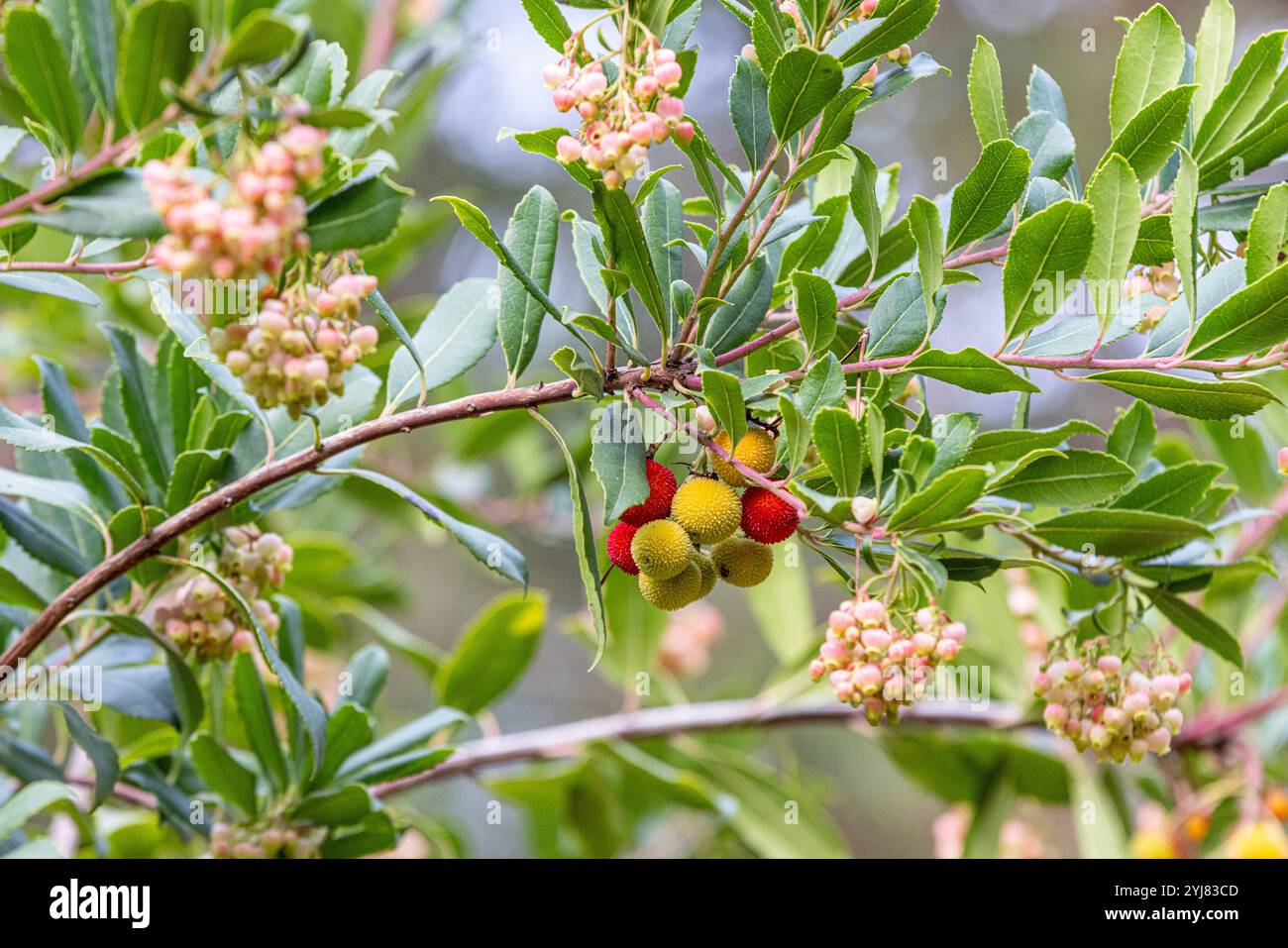 Fruits of Arbutus Unedo in autumn. Also called arbutus or strawberry ...