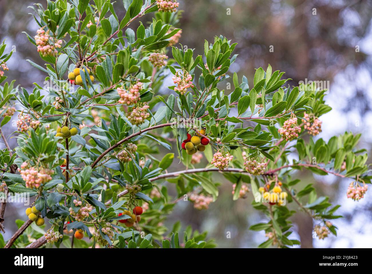 Fruits of Arbutus Unedo in autumn. Also called arbutus or strawberry ...