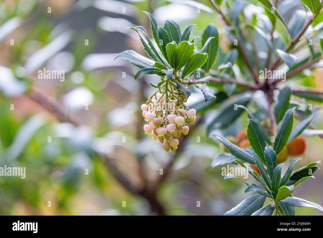 Fruits of Arbutus Unedo in autumn. Also called arbutus or strawberry ...