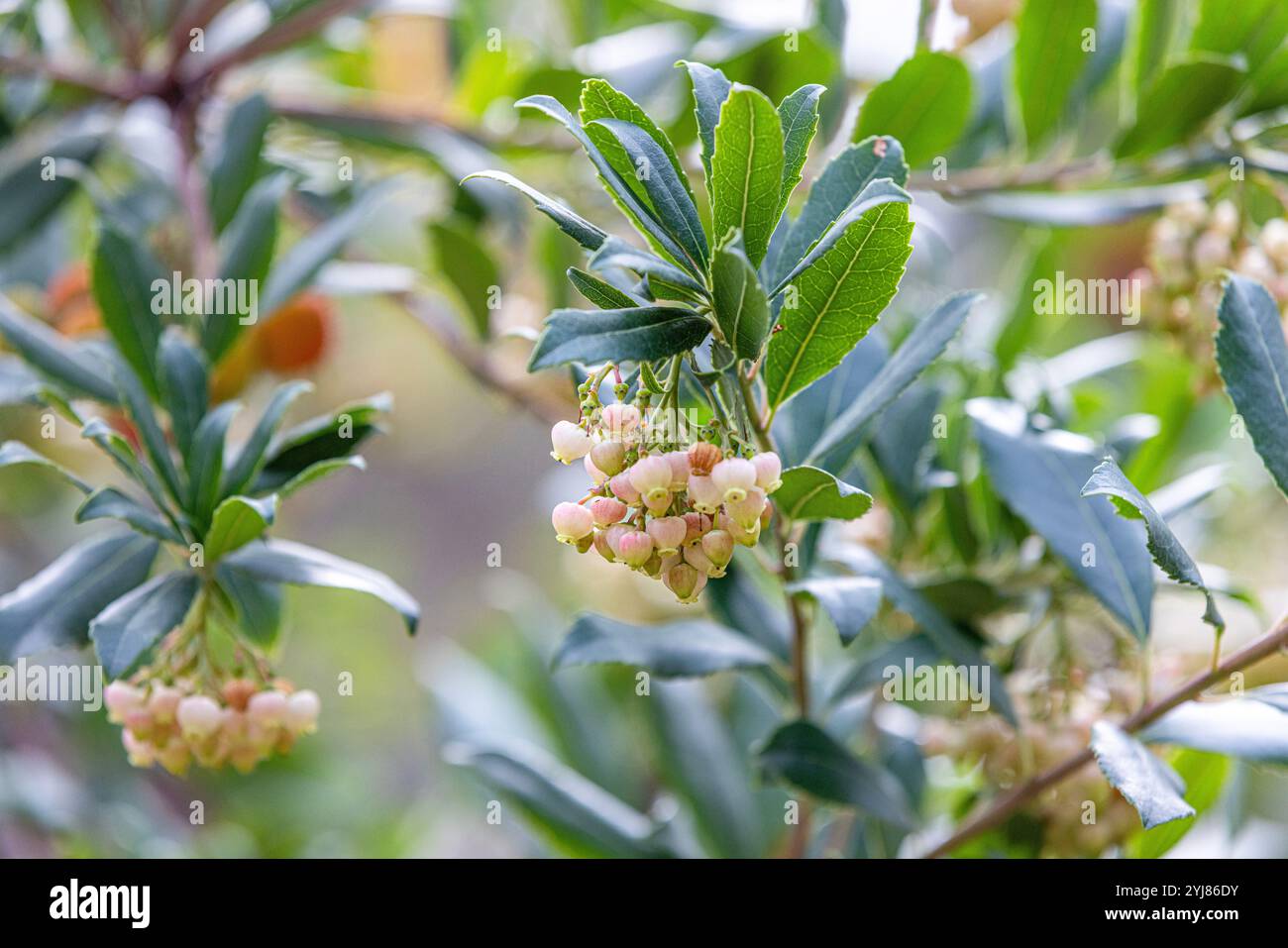 Fruits of Arbutus Unedo in autumn. Also called arbutus or strawberry ...