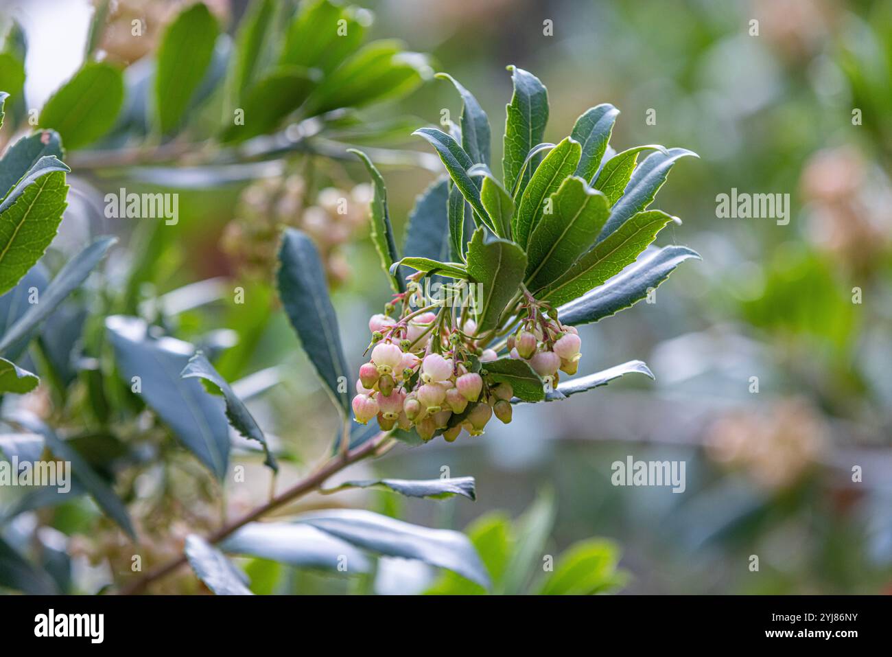 Fruits of Arbutus Unedo in autumn. Also called arbutus or strawberry ...