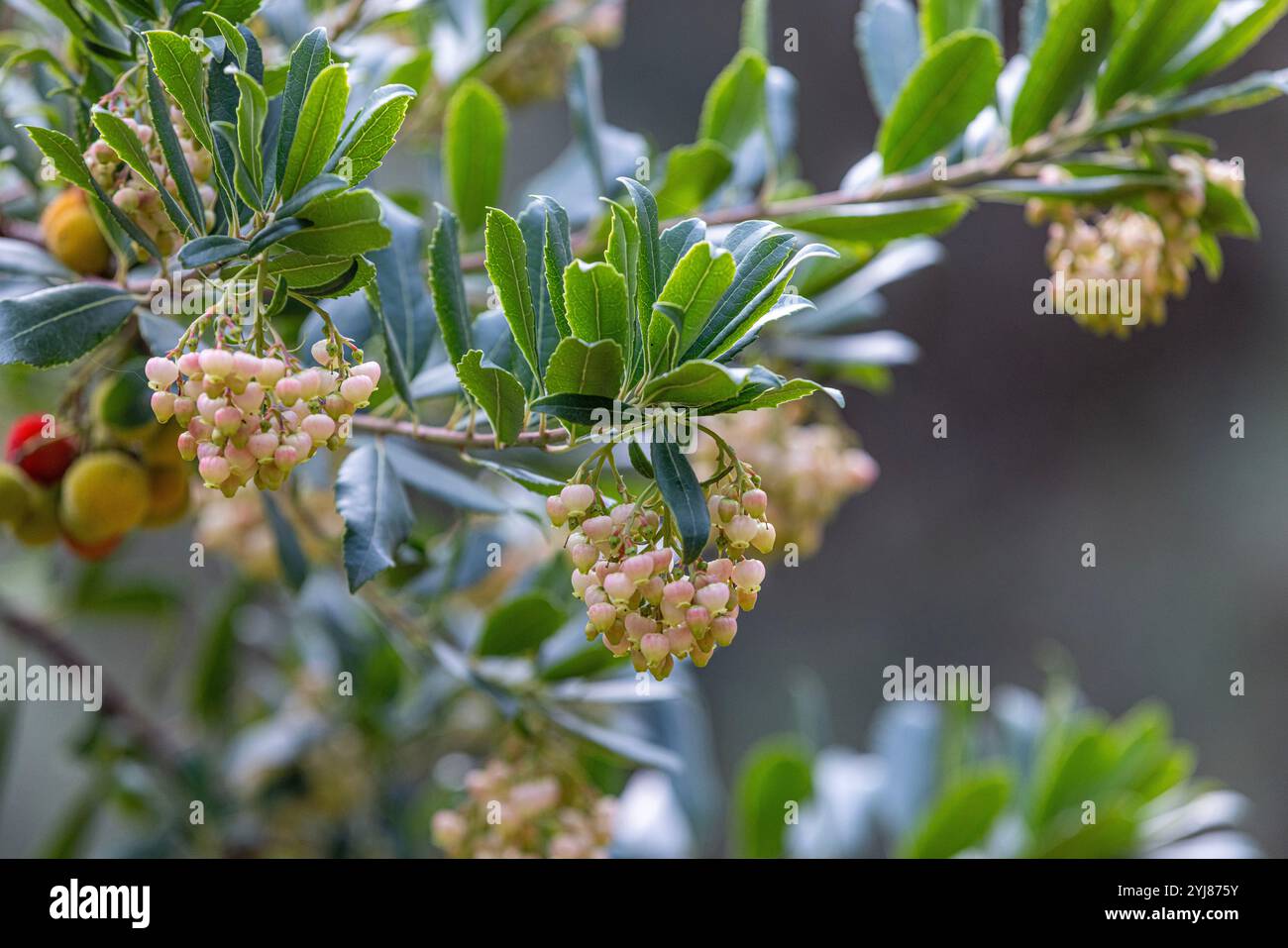 Fruits of Arbutus Unedo in autumn. Also called arbutus or strawberry ...