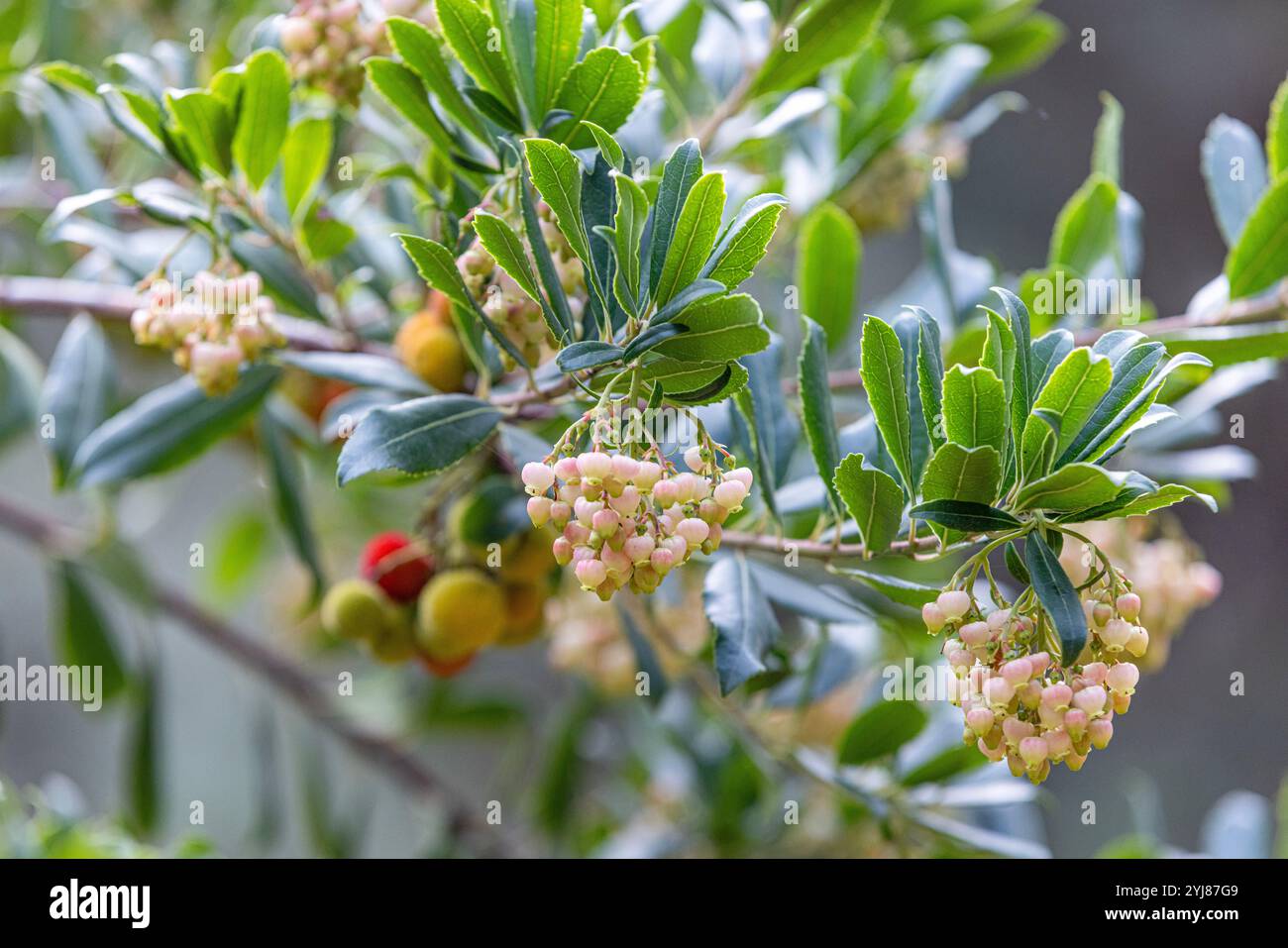 Fruits of Arbutus Unedo in autumn. Also called arbutus or strawberry ...