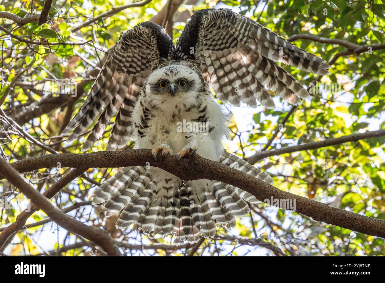 Australian Powerful Owl stretching wings Stock Photo - Alamy