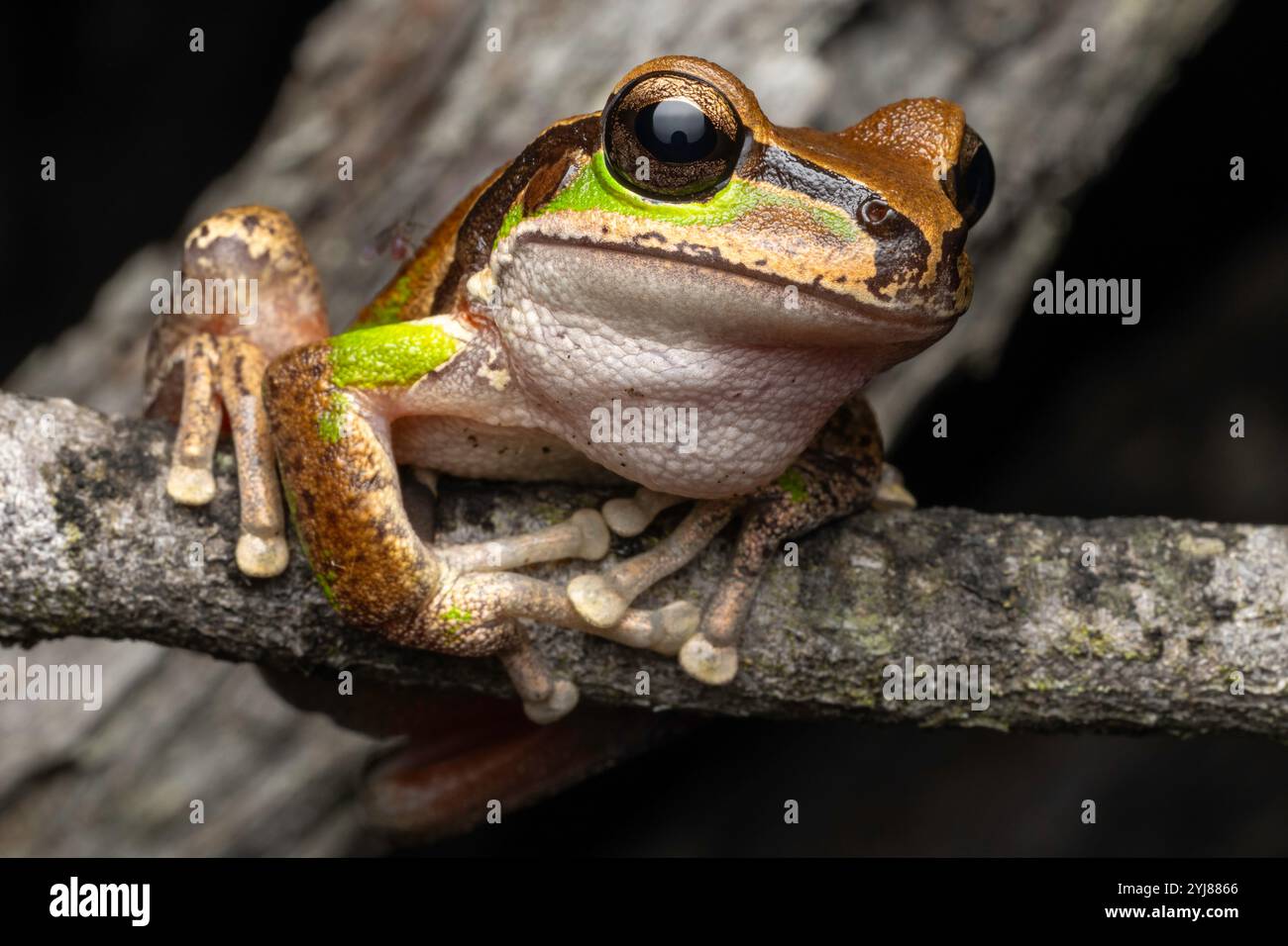 Australian Blue Mountains Tree Frog Stock Photo - Alamy