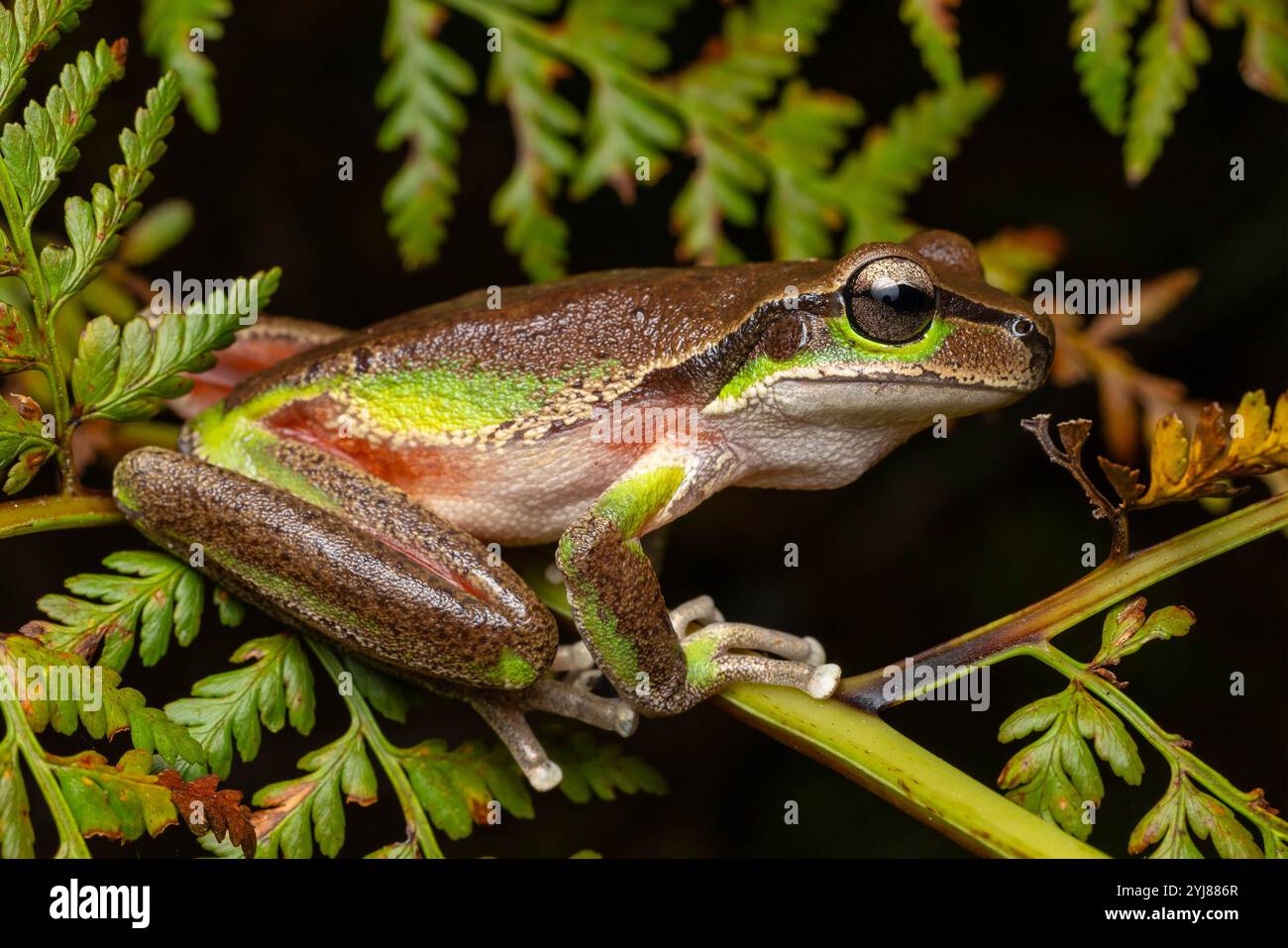 Australian Blue Mountains Tree Frog Stock Photo - Alamy