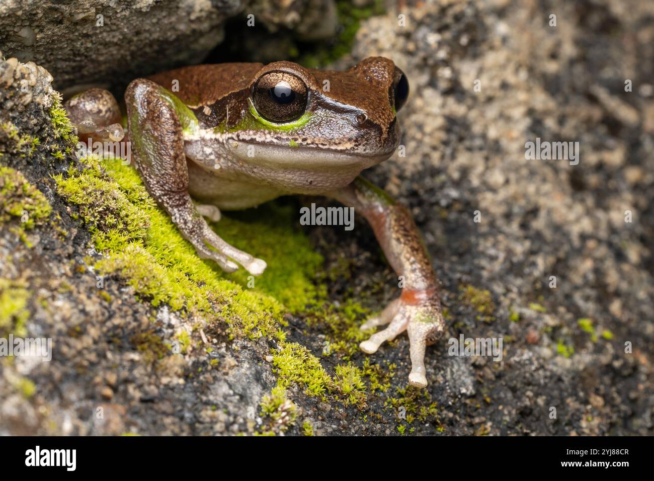 Australian Blue Mountains Tree Frog Stock Photo - Alamy