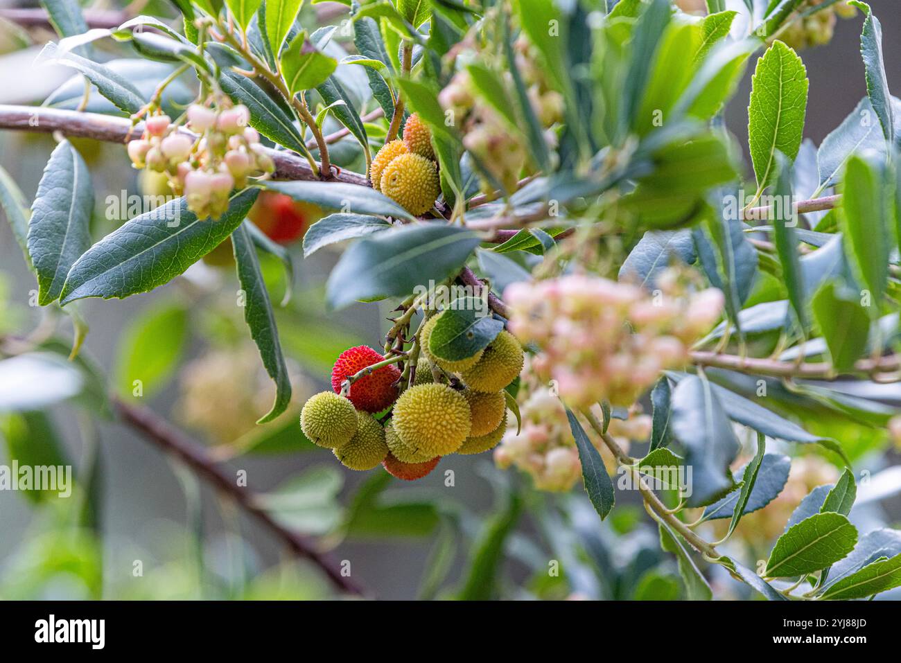 Fruits of Arbutus Unedo in autumn. Also called arbutus or strawberry ...