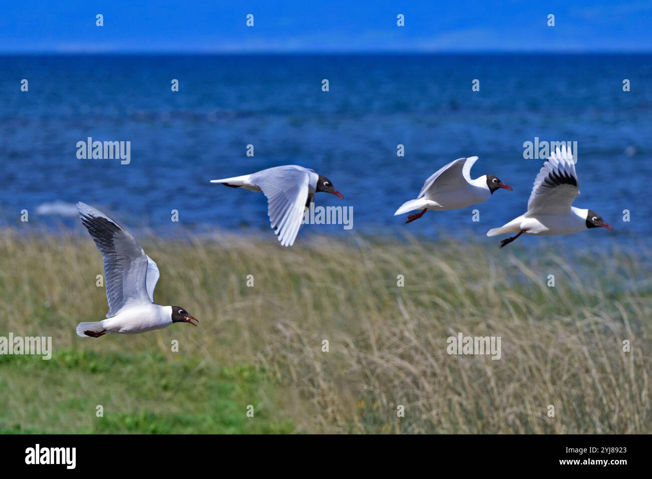 Various wild birds, fauna in southern Chile, near Puerto Varas and ...