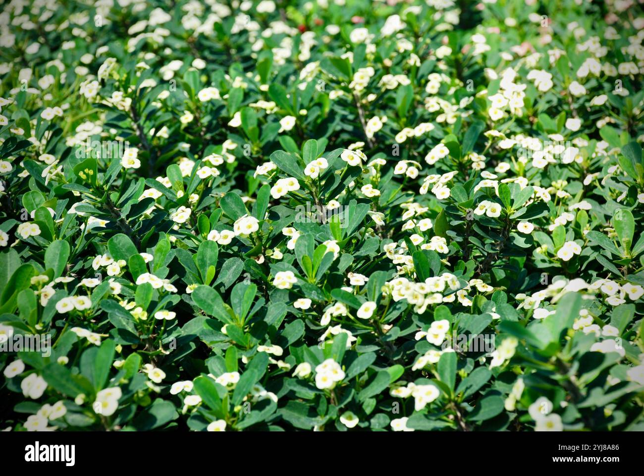 Euphorbia mili flower hi-res stock photography and images - Alamy