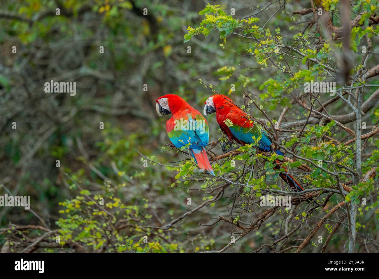 Red-and-green macaws or green-winged macaws (Ara chloropterus) perched in a tree at the ...