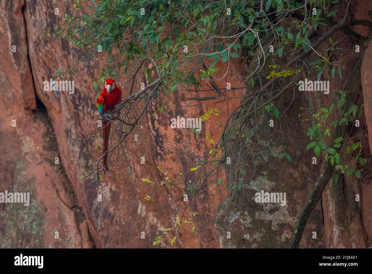 Red-and-green macaw or green-winged macaw (Ara chloropterus) perched in ...
