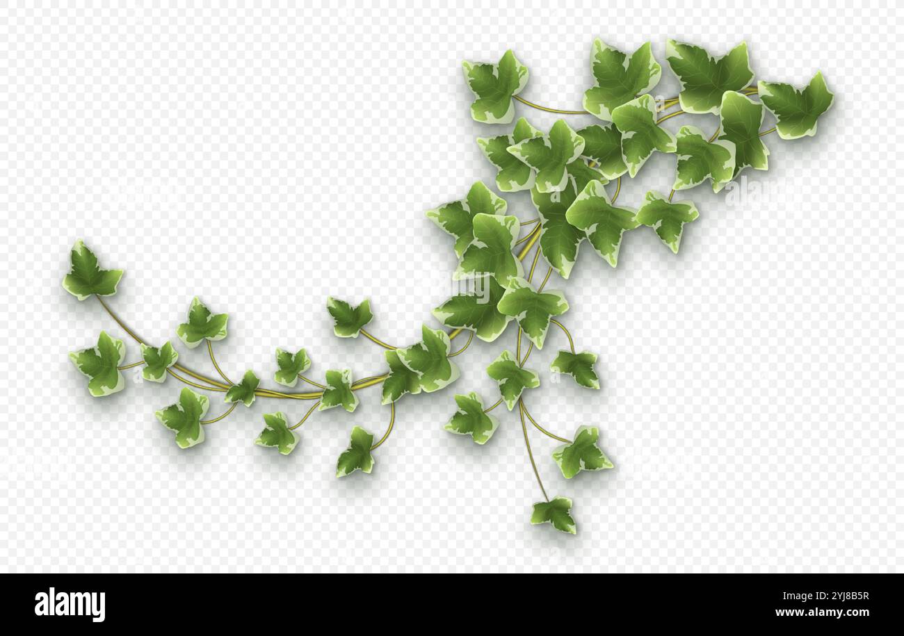 Ivy vine with lush green leaves. Hedera trailing branch Stock Vector ...