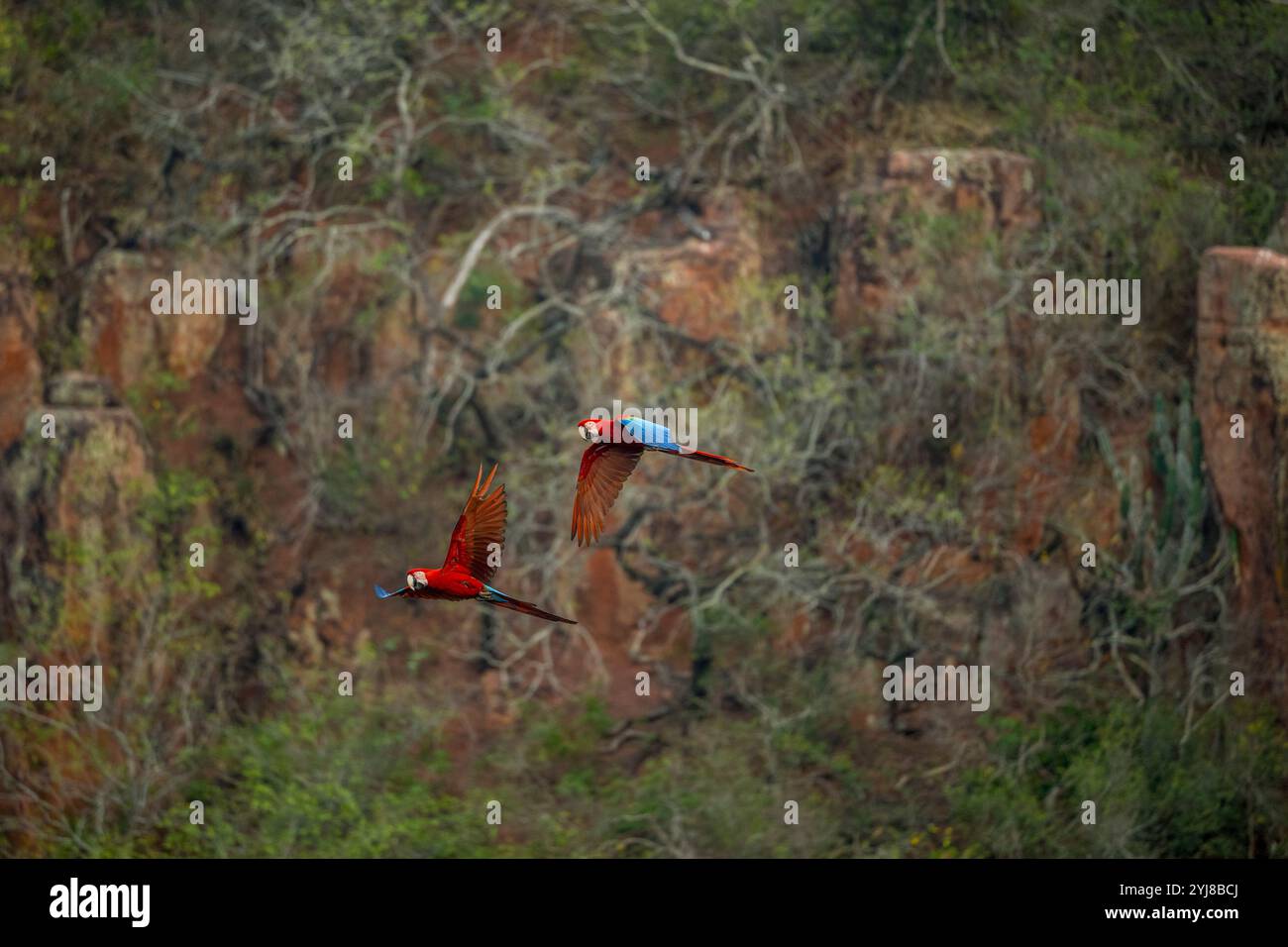 A couple of Red-and-green macaws or green-winged macaws (Ara ...