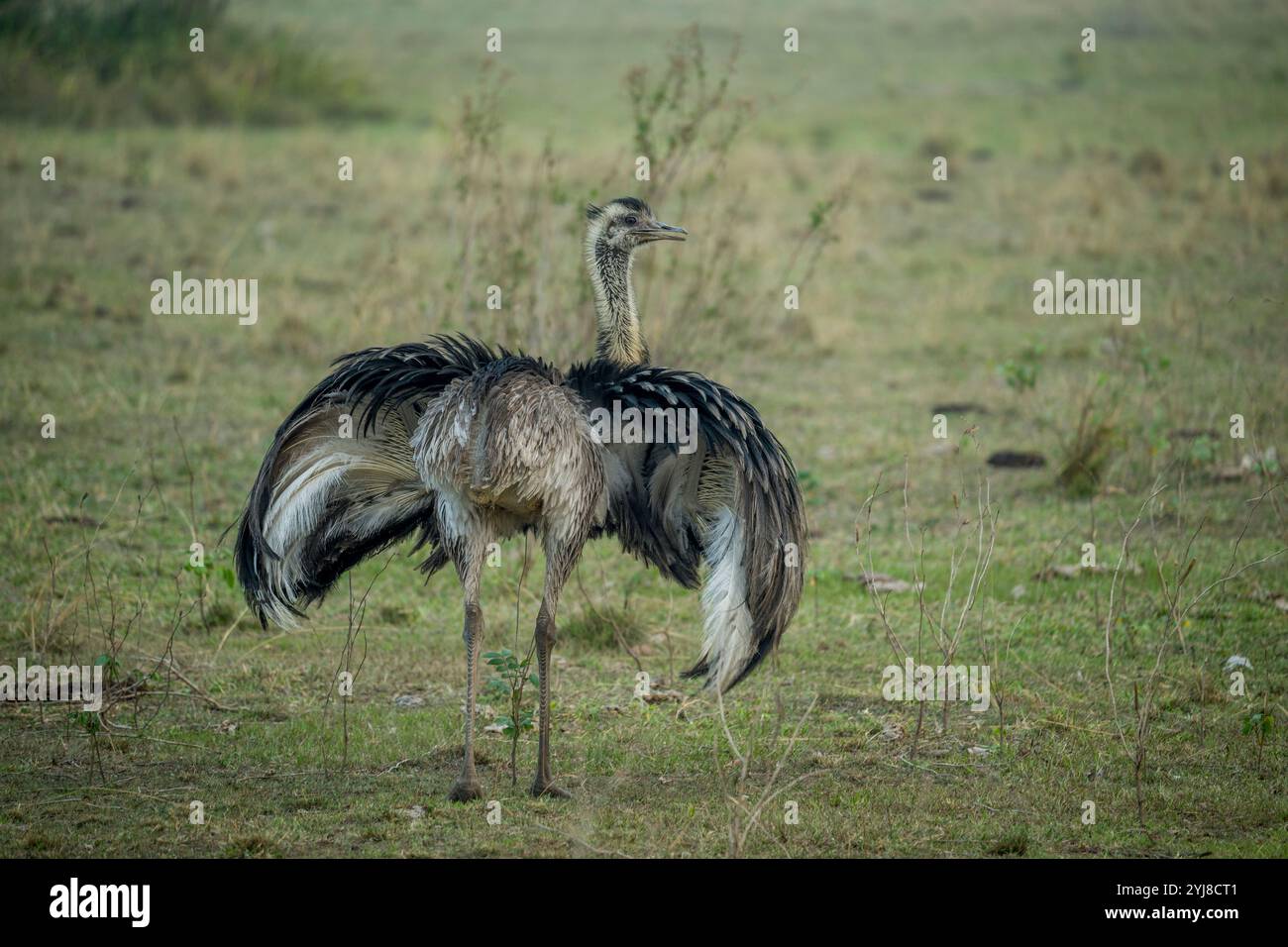 Greater rhea displaying hi-res stock photography and images - Alamy