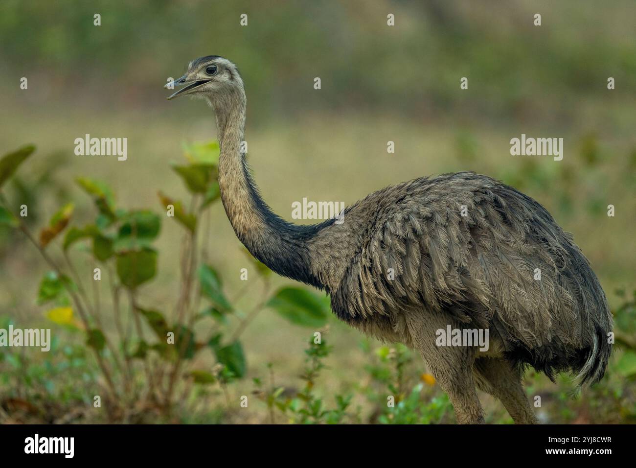 A male Greater Rhea (Rhea americana) in the savannah near the Aguape ...
