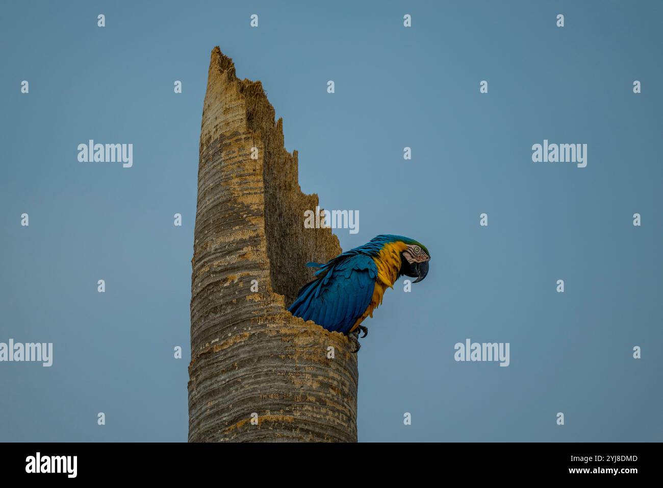 Blue-and-yellow macaw (Ara ararauna) on a palm tree at the Aguape Lodge in the Southern Pantanal ...
