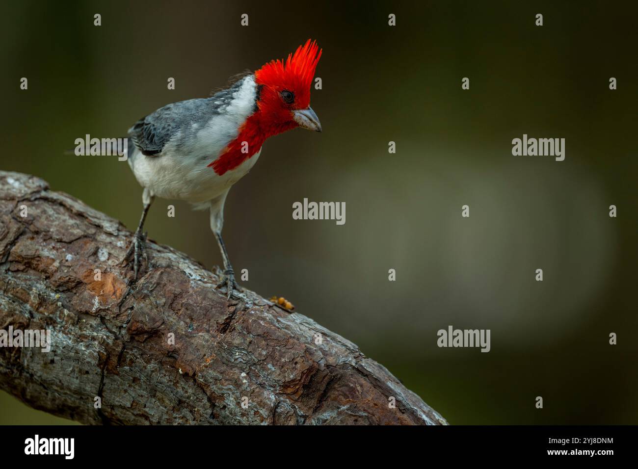 A Red-crested cardinal (Paroaria coronata) on a branch at the Aguape ...