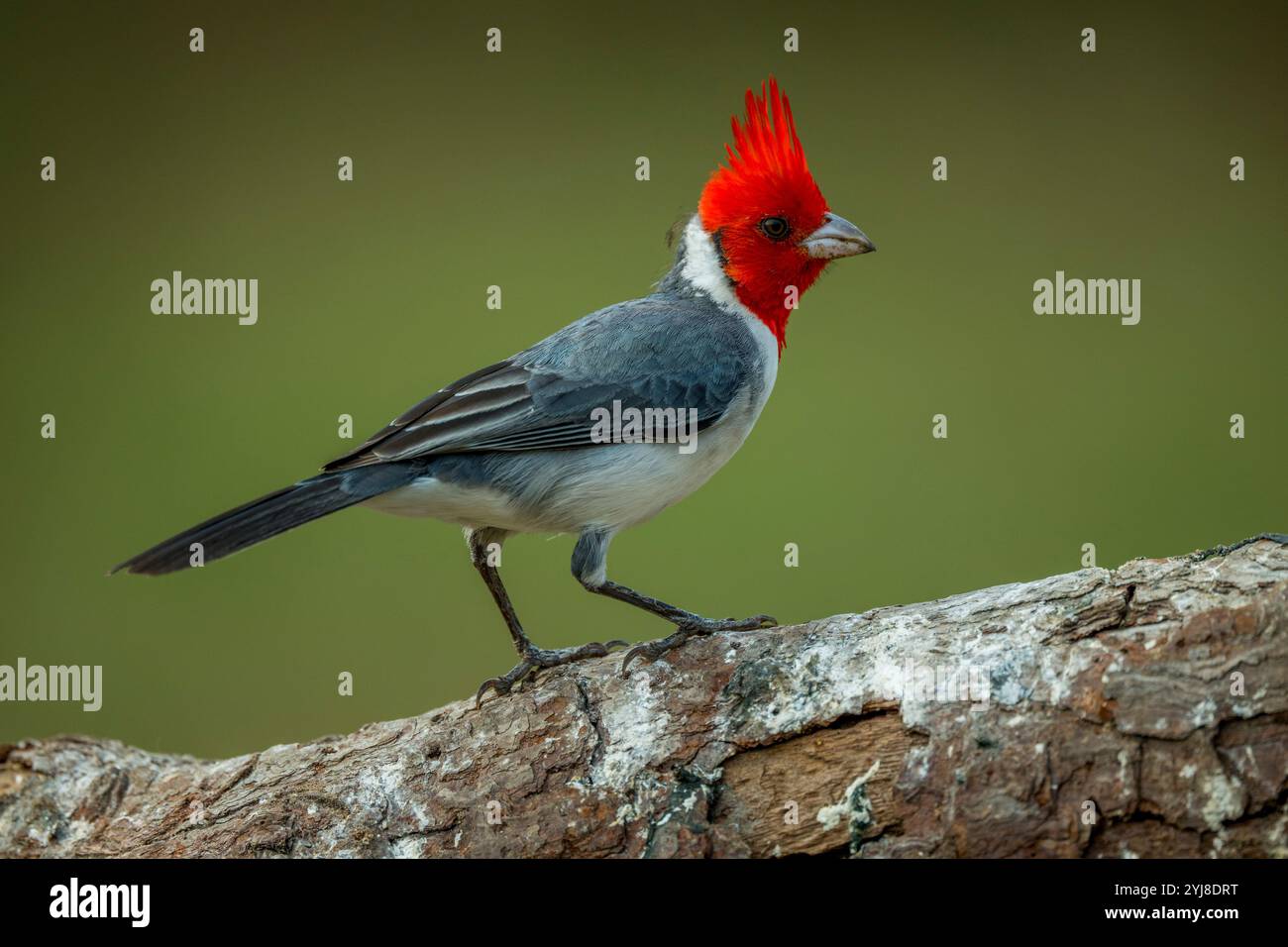 A Red-crested cardinal (Paroaria coronata) on a branch at the Aguape ...