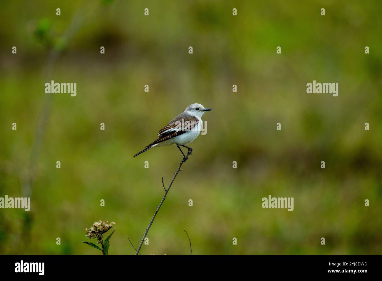 A White-rumped Monjita (Xolmis velatus) in the grassland near the ...
