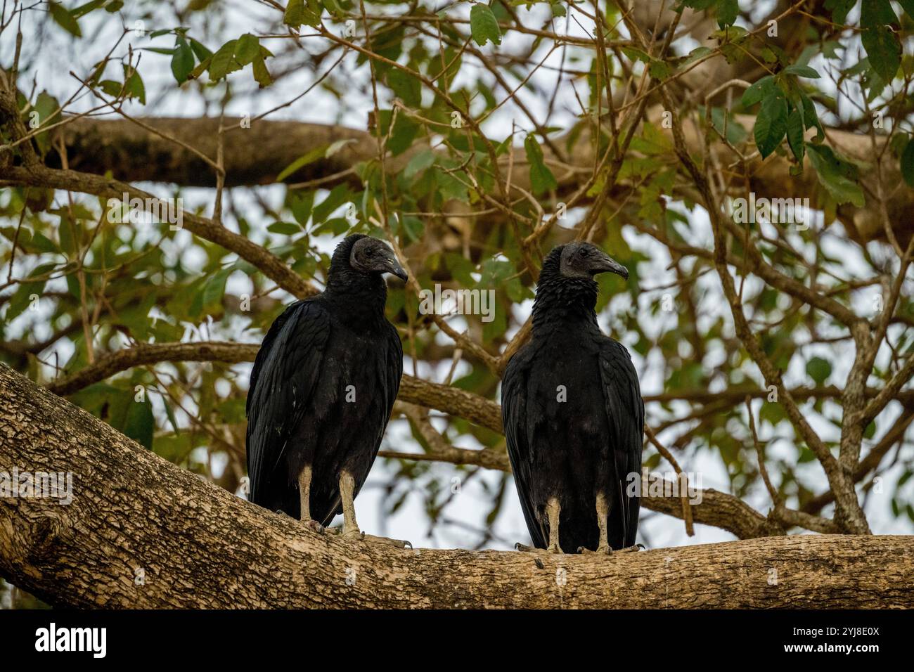 Two vultures perched in tree hi-res stock photography and images - Alamy