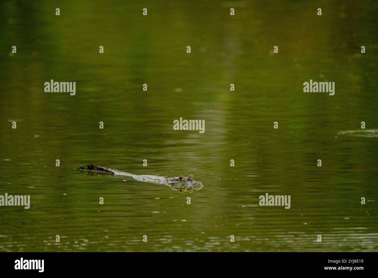 Caiman in pond hi-res stock photography and images - Alamy