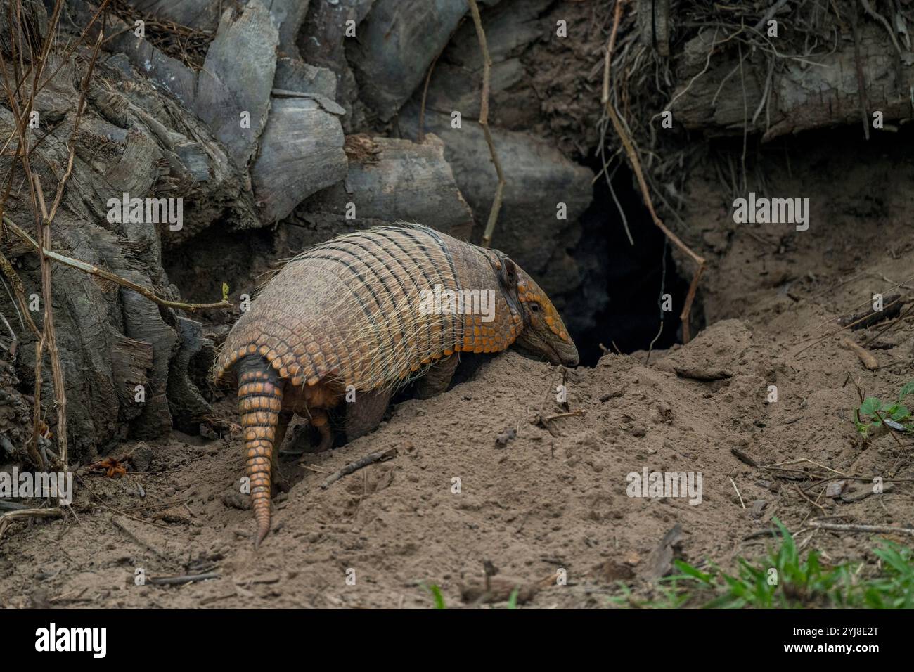 Armadillo burrow hi-res stock photography and images - Alamy