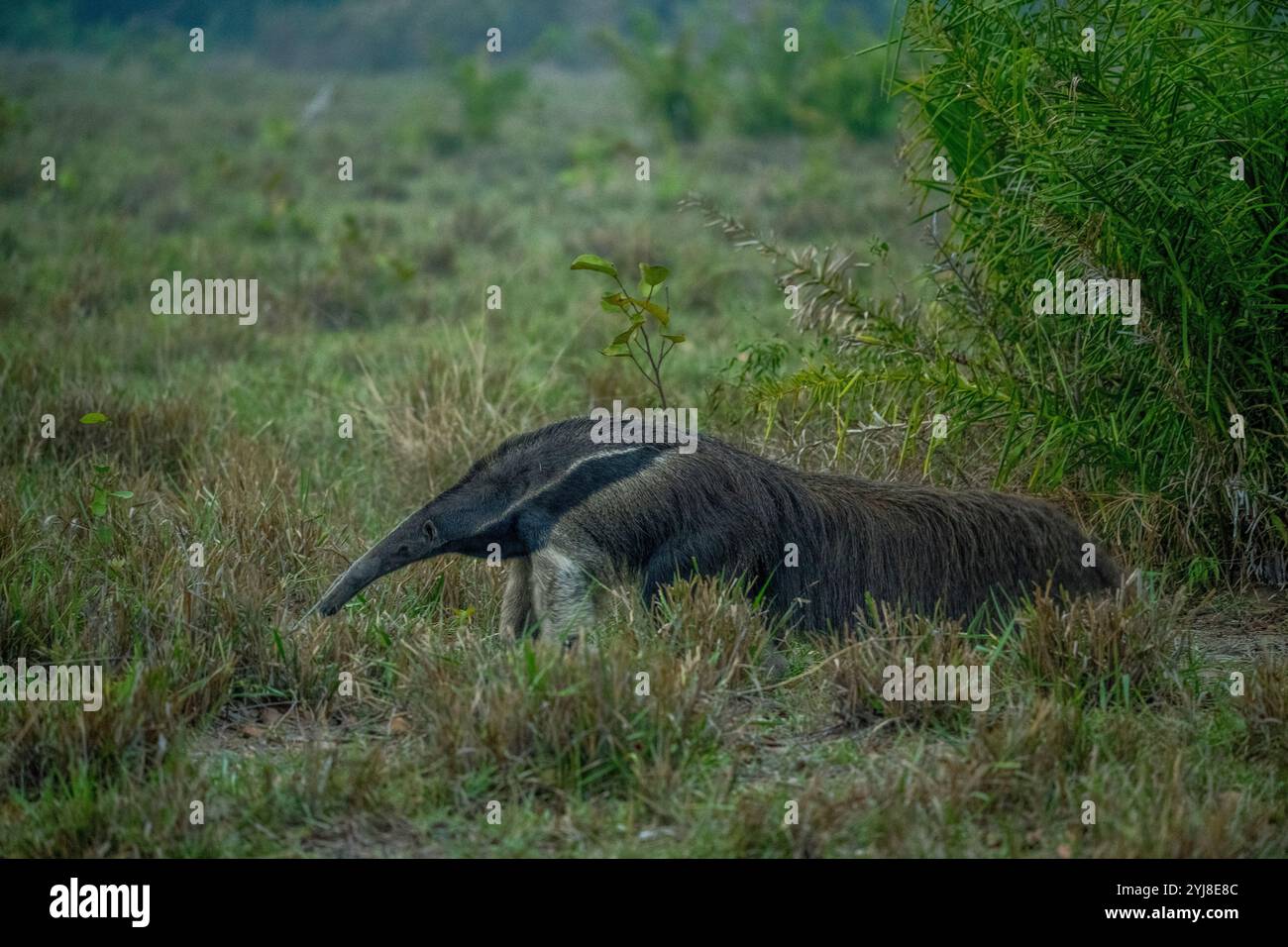 An endangered Giant anteater (Myrmecophaga tridactyla) looking for food ...