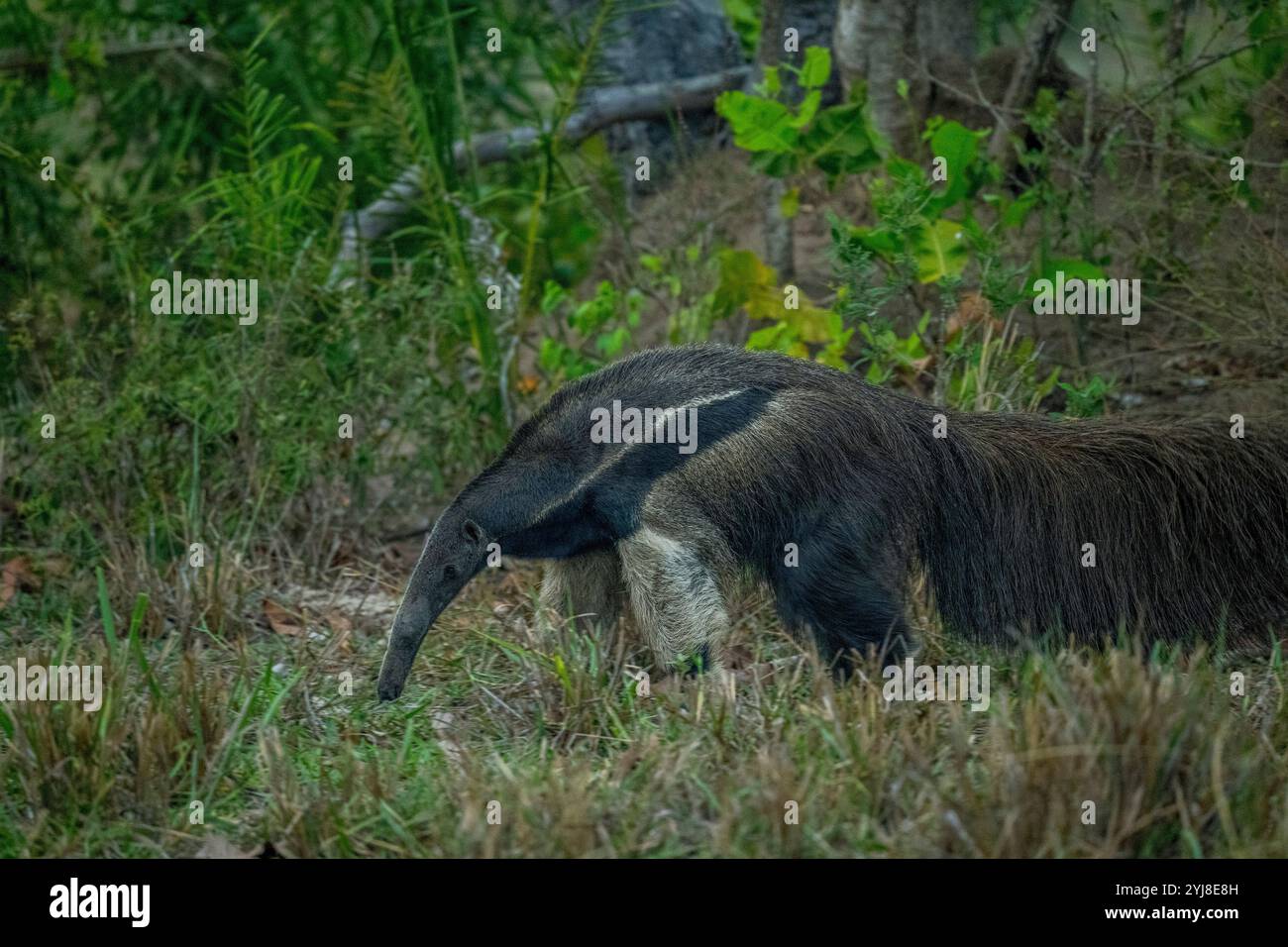 An endangered Giant anteater (Myrmecophaga tridactyla) looking for food ...