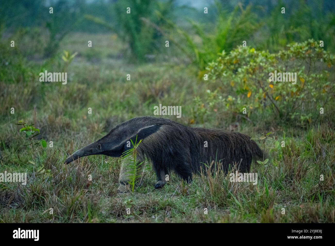 An endangered Giant anteater (Myrmecophaga tridactyla) looking for food ...