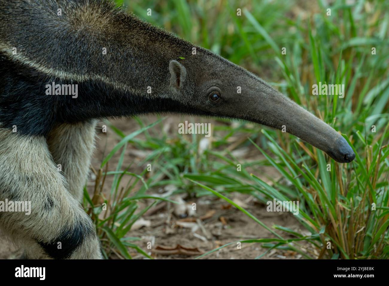 Close-up of an endangered Giant anteater (Myrmecophaga tridactyla ...