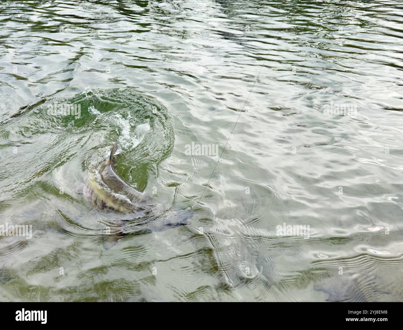 Fish fight food in river hi-res stock photography and images - Alamy