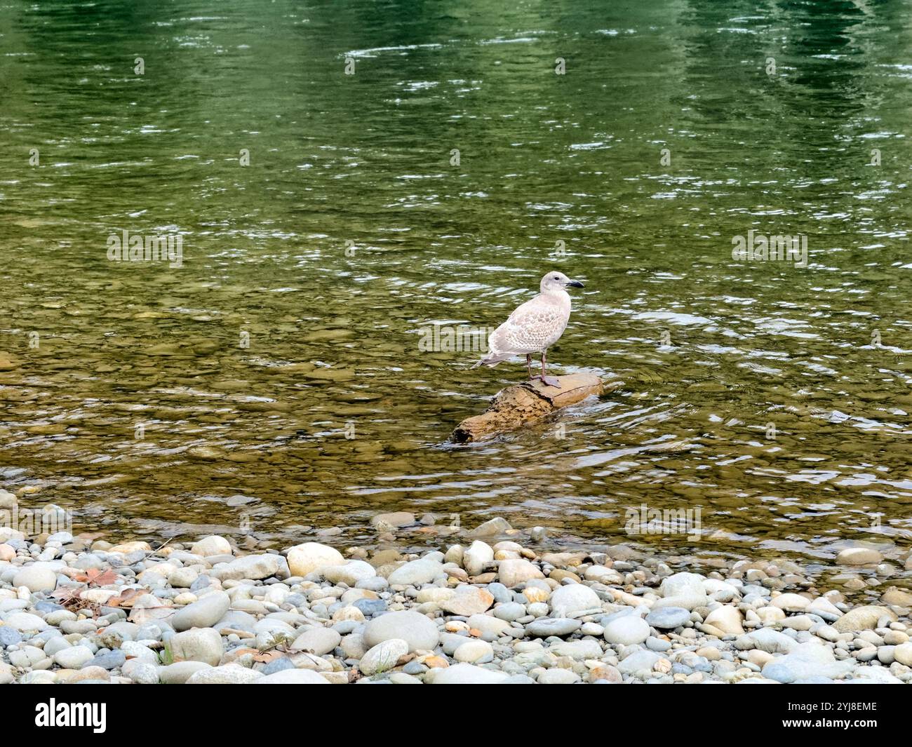 Seagull bird resting on piece of driftwood in Skagit river of ...